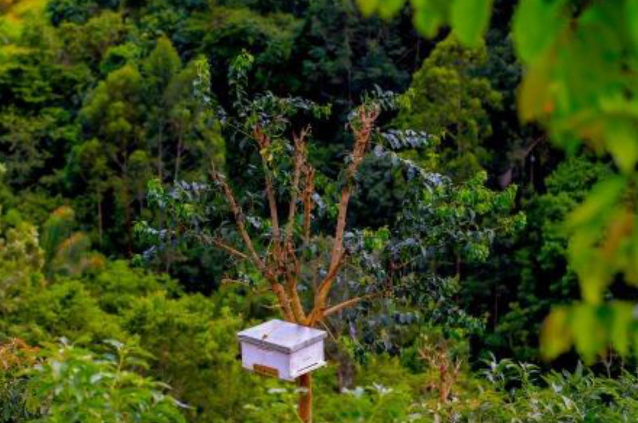 ICF - Agribusiness Redefined