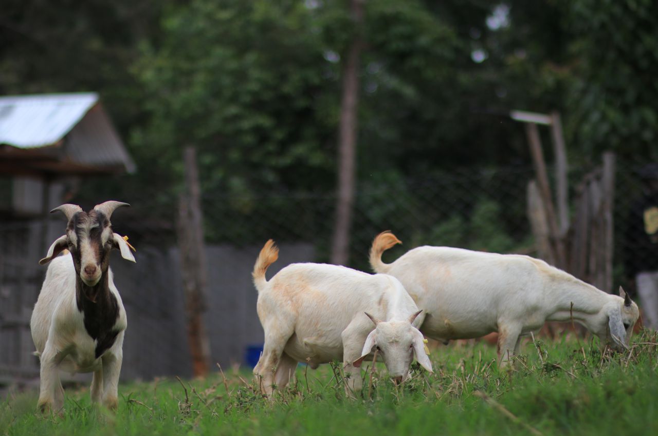 ICF - Agribusiness Redefined